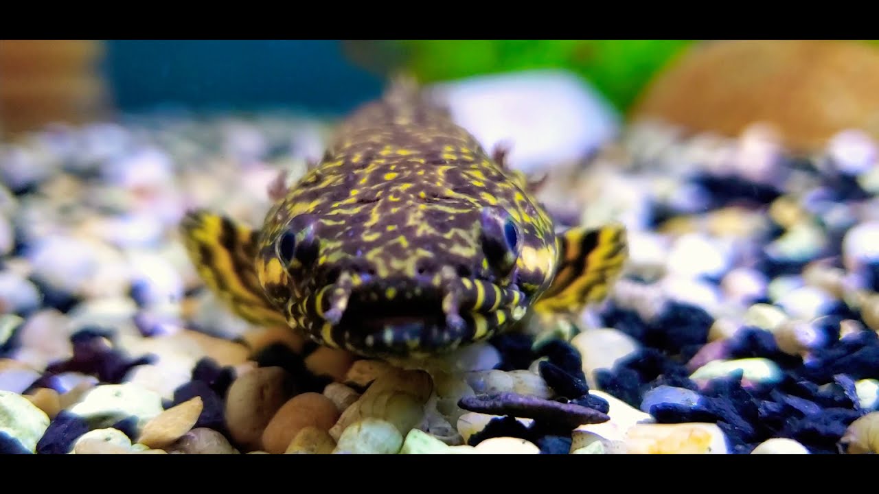 Bichir fish - YouTube
