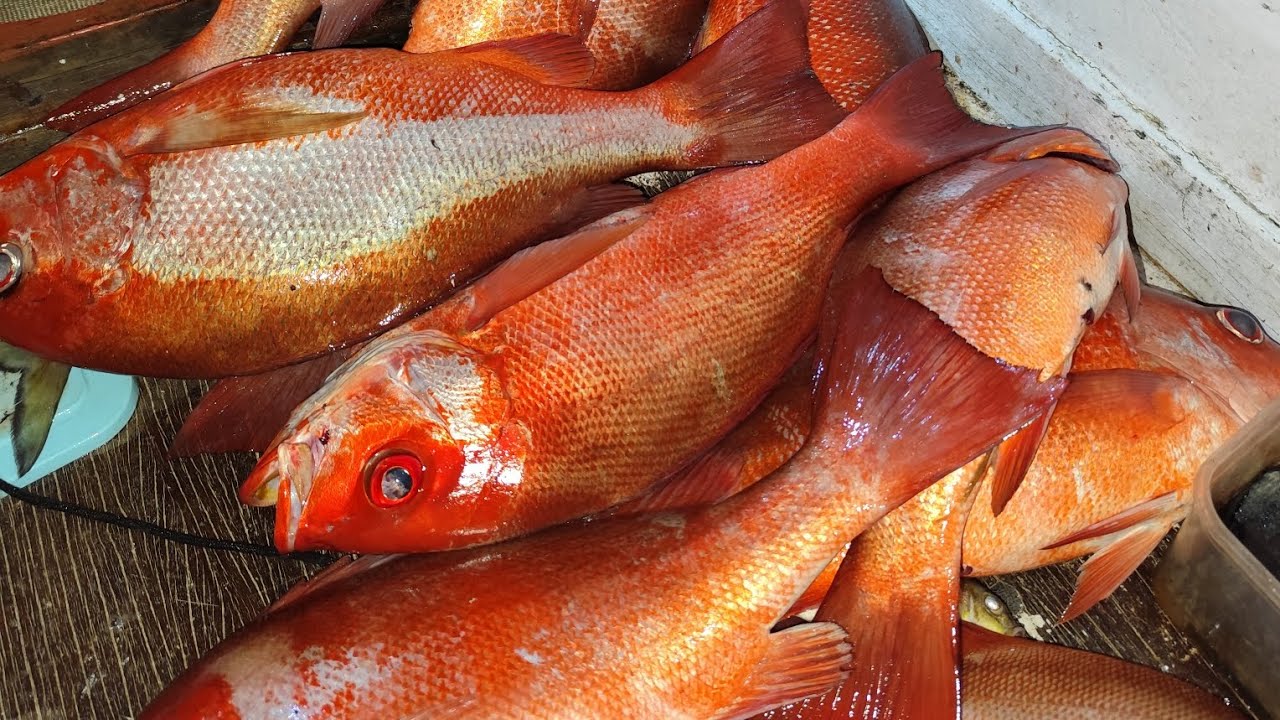 FISH ON KAKAP LAGI ⁉️ tak di sangka bisa panen kakap di bulan April ...