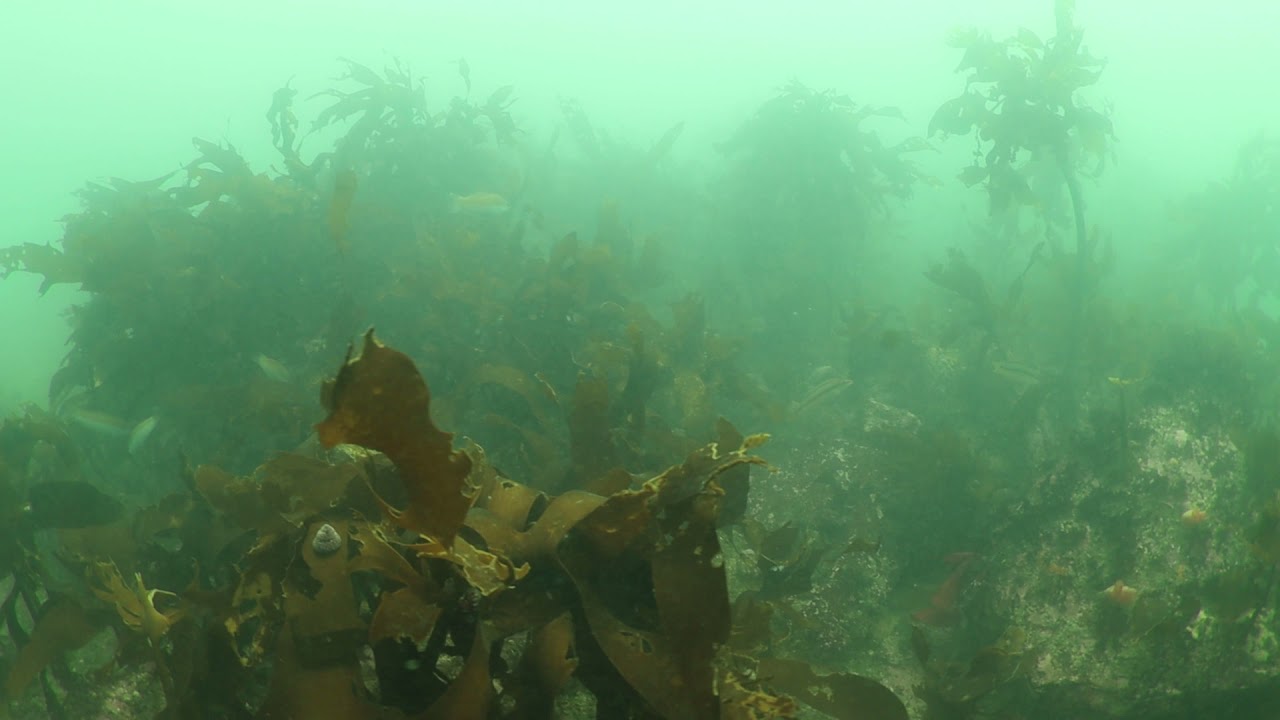 Korea East Sea macro algae forest ecological dive research1 - YouTube