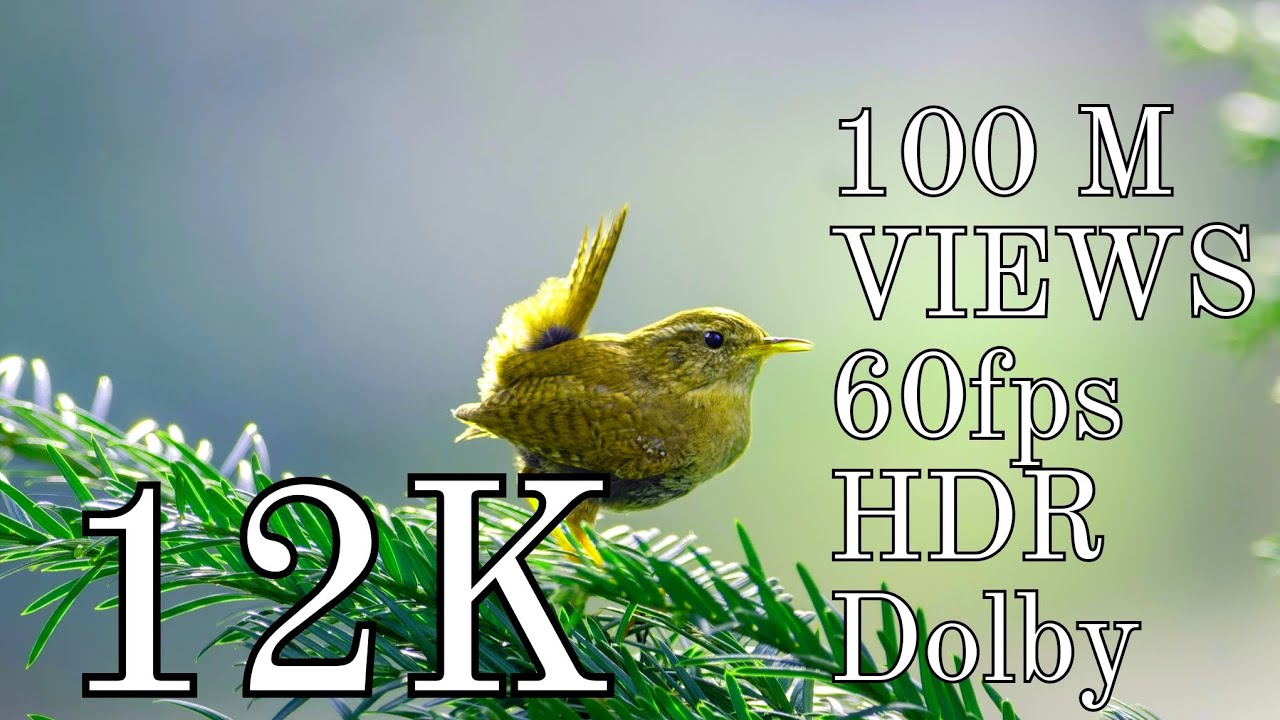 birds ¦ SOUNDS 12k ¦ HDR | 12K 60FPS with Dolby Atmos Music ( 2023 ...