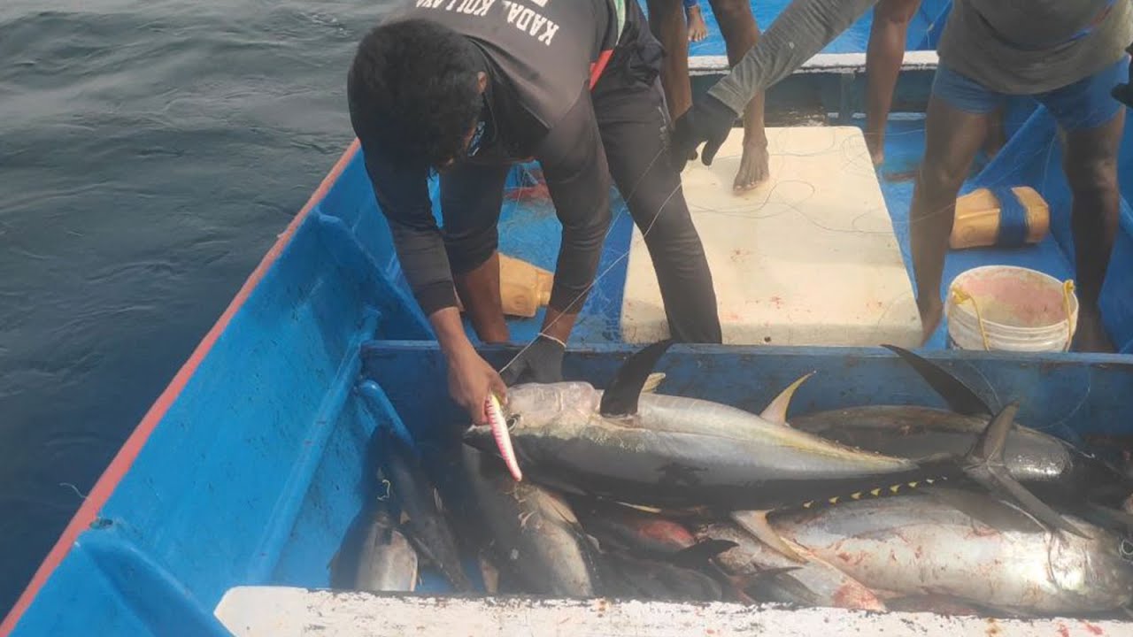 Fast Tuna Fishing Skill Monster Yellowfin Tuna Part 2 !! BACK to BACK ...