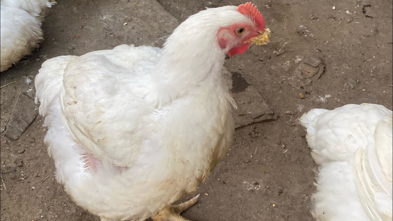 RUTINA DE TODO LOS DÍAS CON POLLO DE ENGORDA - YouTube