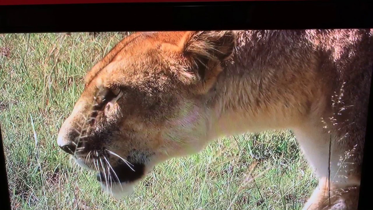 World Deadliest Pack Hunters Part 1 - YouTube