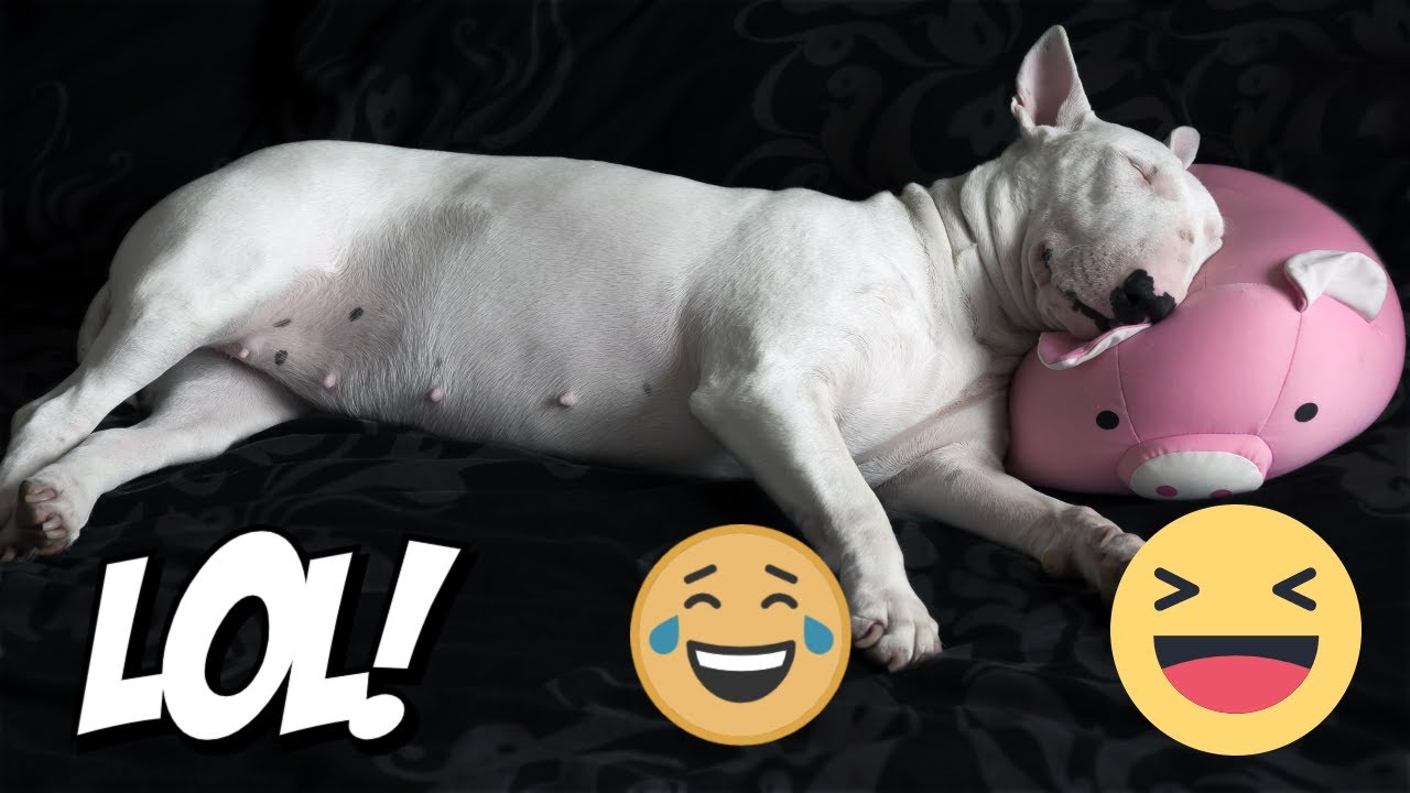 Dogs Doing Funny Things! Hilarious! 2020 - YouTube