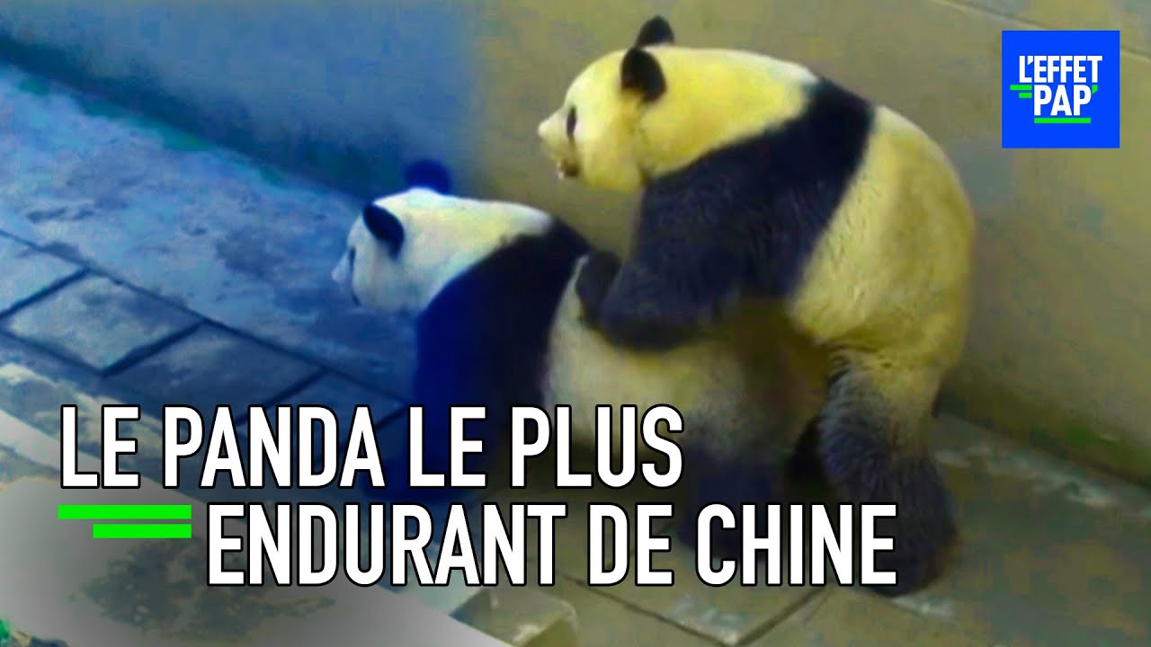 Le roi du PANDA SUTRA - YouTube