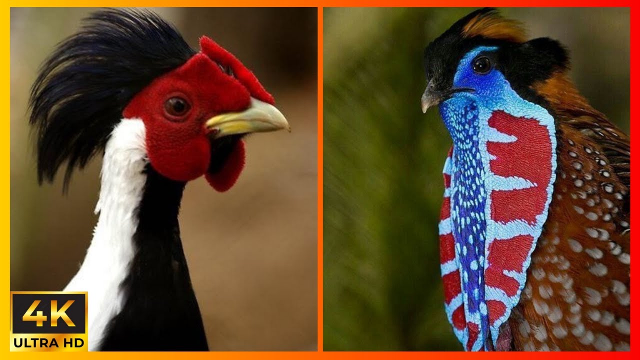 QUINZE ESPÉCIES DE FAISÕES MAIS RAROS E ÚNICOS DO PLANETA, DOCUMENTÁRIO ...