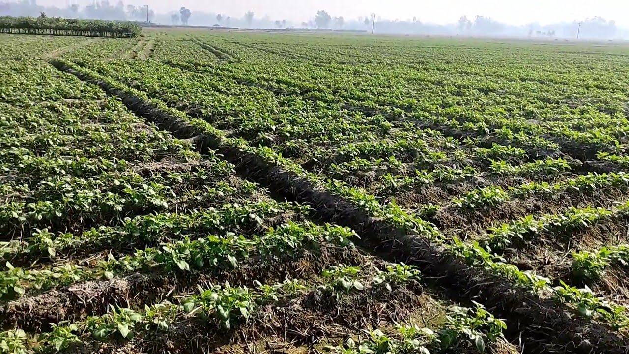 বগুড়া শেরপুর আলুর বাম্পার চাষ / Bogra sherpur potato bamper plant ...