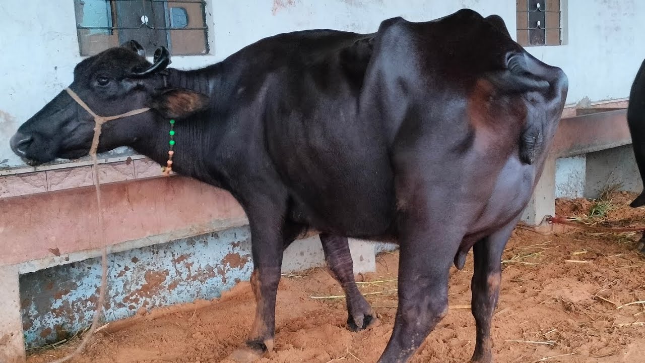 beautiful buffalo available for sell at our farm con..6375344525#murrah ...