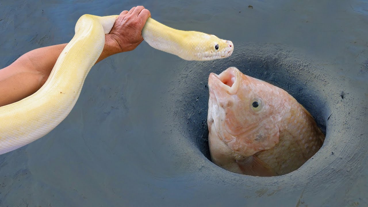 Experiment: Snake and Fish Who Will Win - YouTube