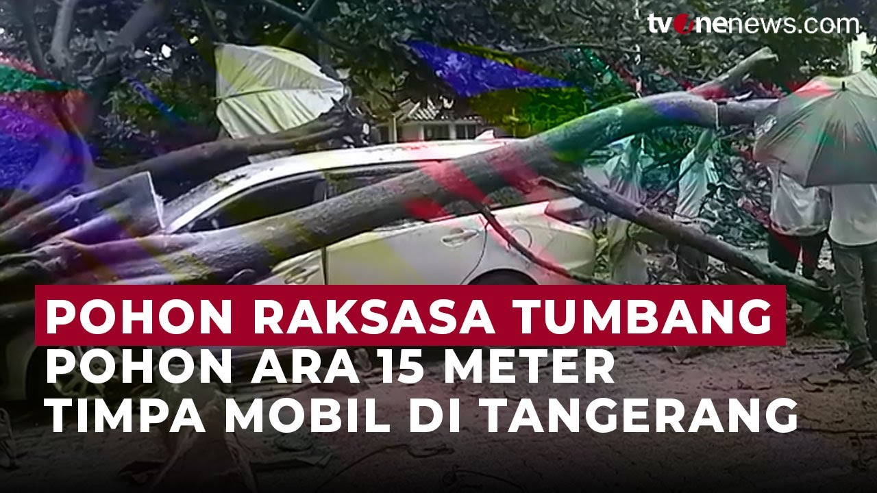 Pohon Ara 15 Meter Tumbang di Hotel FM3 Tangerang, Mobil Alami ...