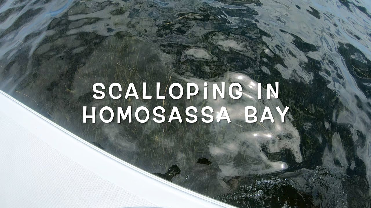 Scalloping In Homosassa Bay - YouTube