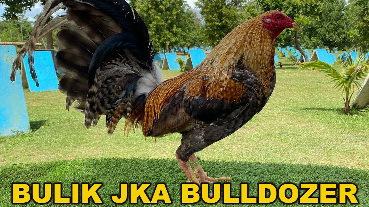 BULIK !! Jka Bulldozer Farm - Big Farm in The Philippines - YouTube