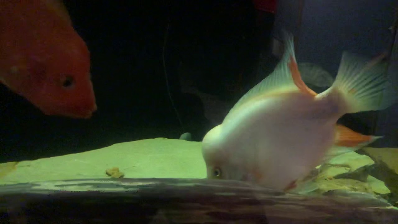 My Fish Room Build #17, 100 Gal Red Devil/Midas Cichlid Tank - YouTube