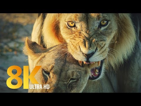 [8K UHD] Kgalagadi Sınır Ötesi Parkı'nın Yaban Hayatı, Güney Afrika - 2. Bölüm