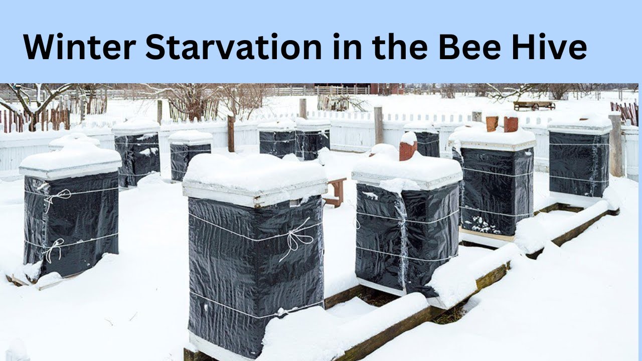 Winter Starvation within the bee hive? - YouTube