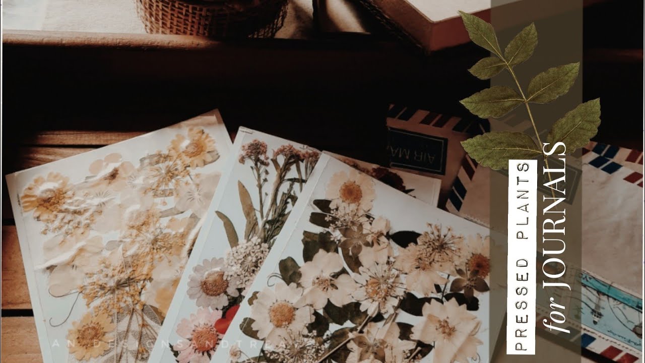 pressed plants for journals | AN Designs and Treats 📎🌿 - YouTube