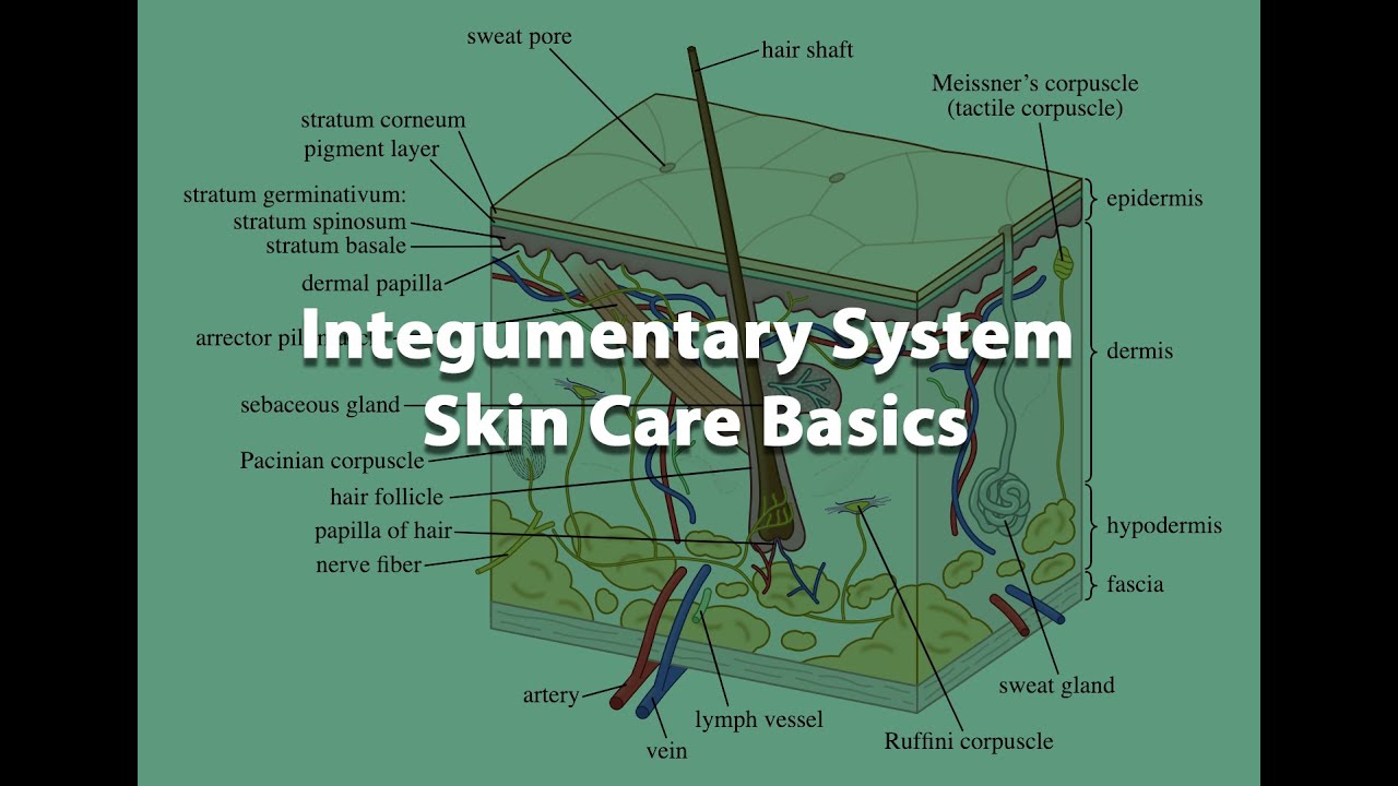 Integumentary Skin Functions Microderm Review - YouTube