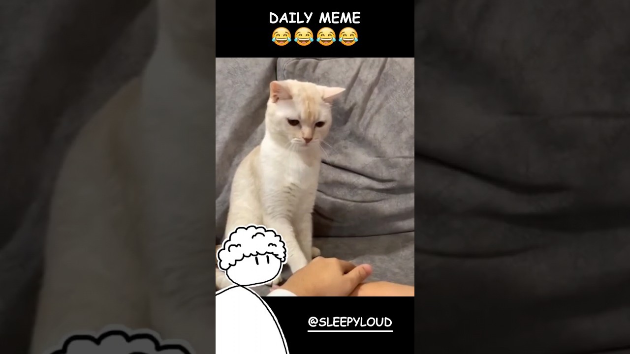 Meme Absurd Berfaedah: Kucing Bersahabat, Jerapah, Try Not To Laugh # ...