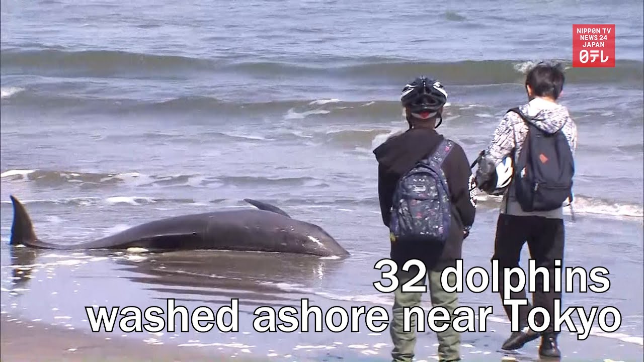 32 dolphins washed ashore near Tokyo - YouTube