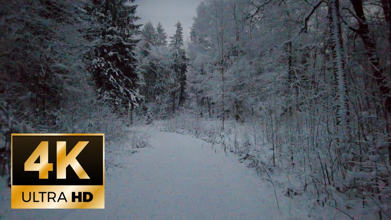 4K winter walk through Snowy forest with snow Crunch Sound - Virtual ...
