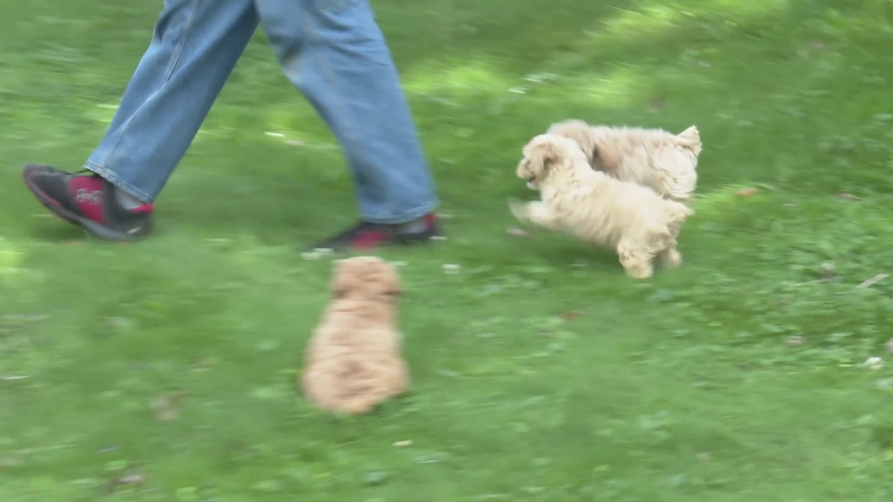 Norman Yoder's Cockapoo Pups - YouTube