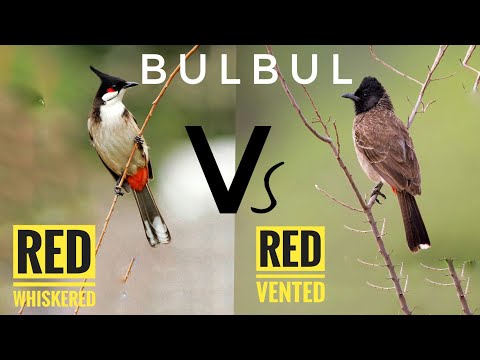 Red Vented Bulbul Vs Red Whiskered Bulbul ( Window Birding ) bird photography
