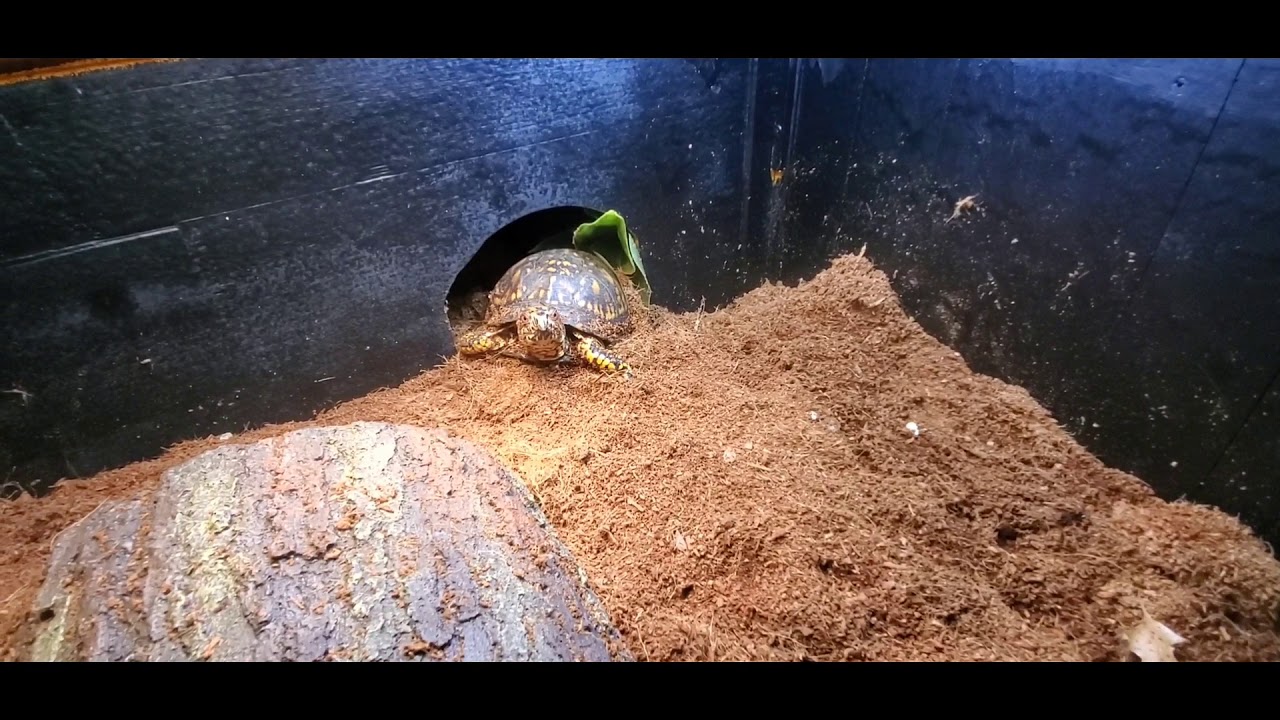 Box Turtle Enclosure from Amazon? - YouTube