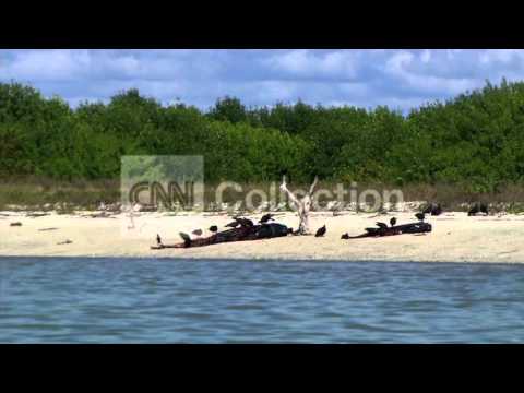 STRANDED WHALES AT EVERGLADES NATL PARK (GRAPHIC)