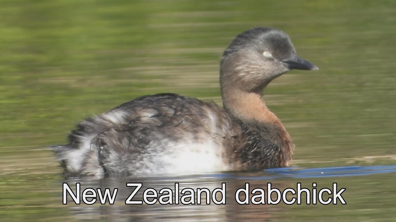 A pair of New Zealand dabchicks live freely and carelessly in Auckland Botanic Gardens lake 2023 ...