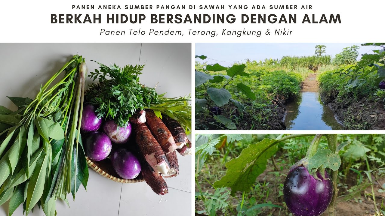 Panen Aneka Sumber Pangan di Sawah Yang Ada Sumber Air - Ada Telo ...
