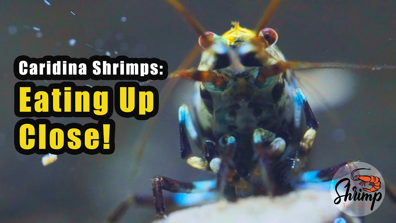 Mesmerizing Caridina Shrimps 4K: Up Close & Personal with Their Unique ...