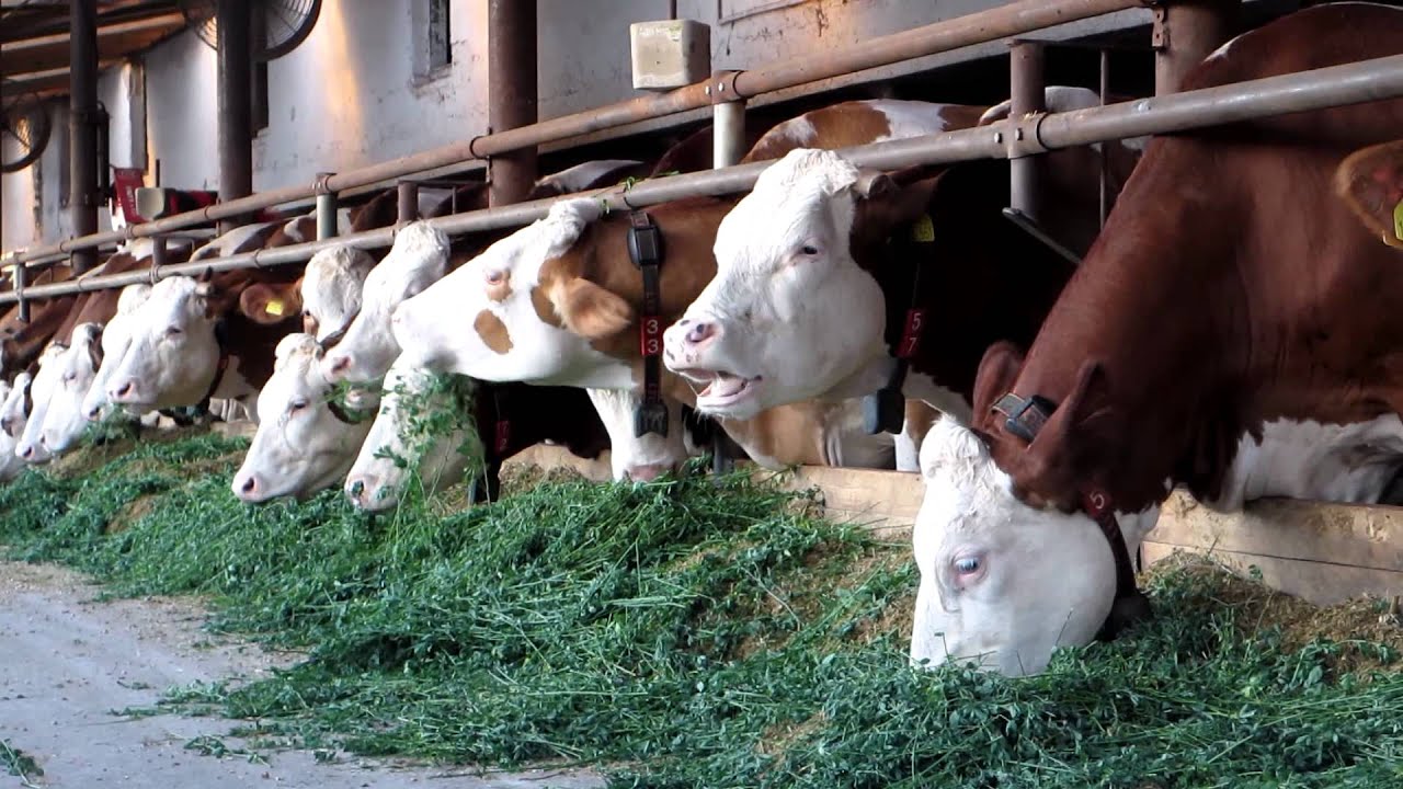 Farma Božice krmení vojtěšky - YouTube