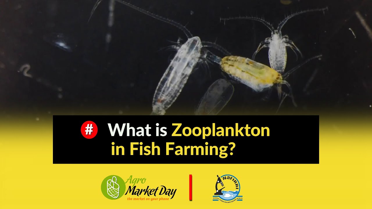 What is Zooplankton in Fish Farming? || Feeds and Feeding Fish - YouTube