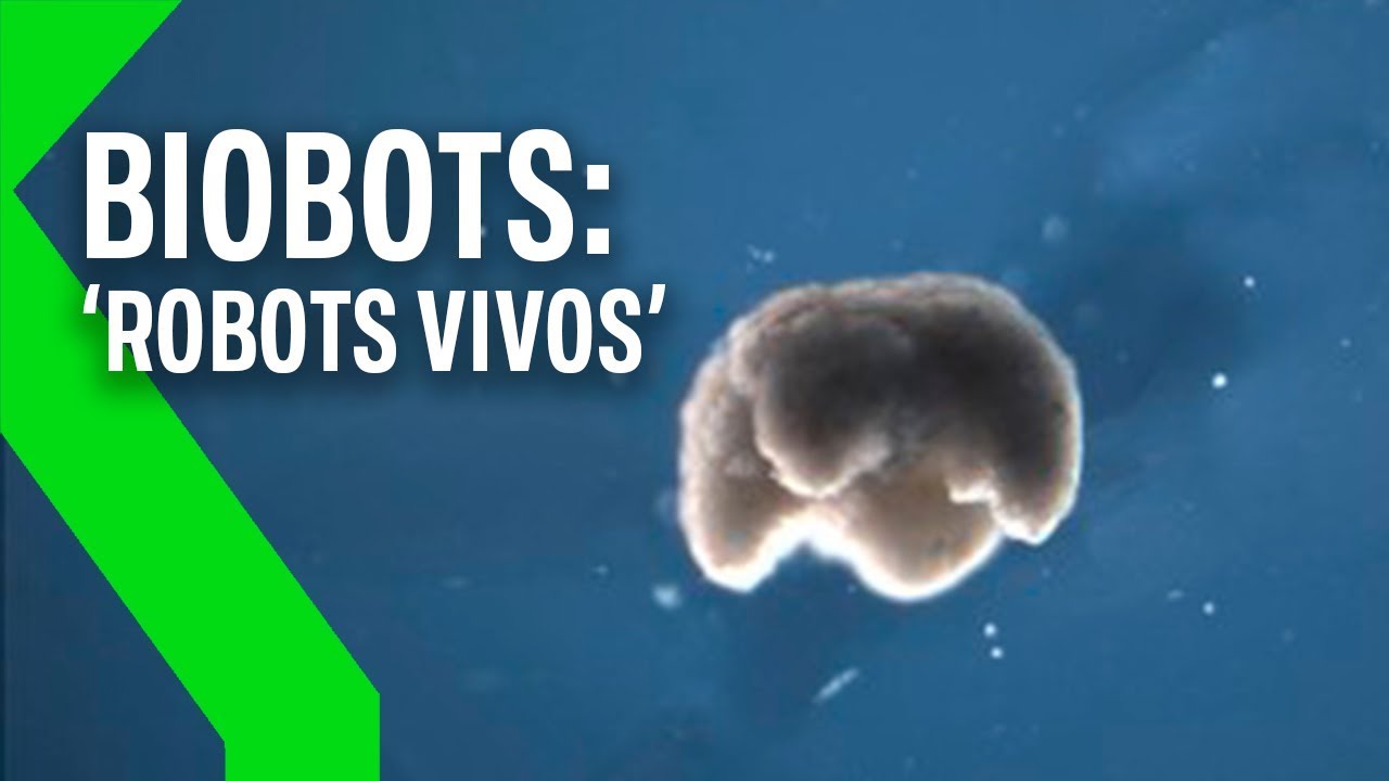 BIOBOTS: Así son los "ROBOTS VIVOS" que prometen revolucionar la ...