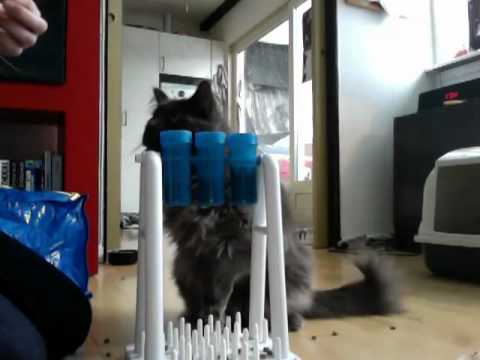 Cat Activity Turn Around - YouTube