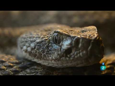 Arsenal Animal 4:Venenos Letales hd. - YouTube