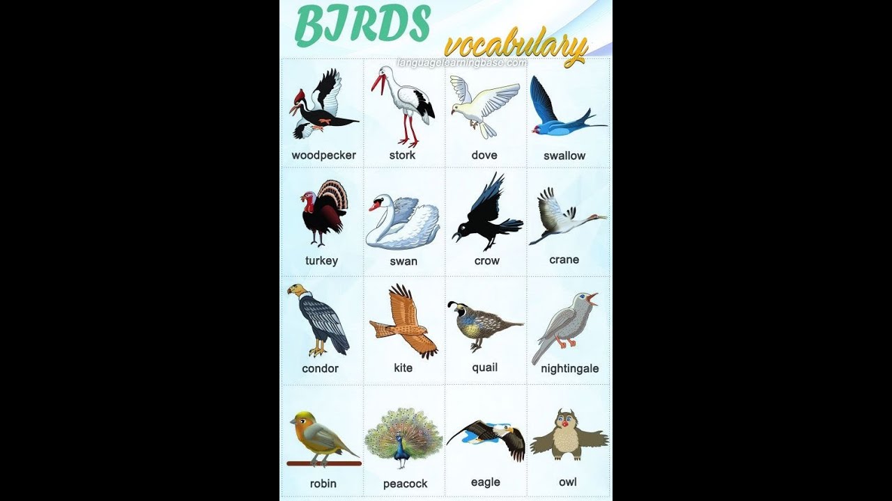 birds vocabulary for children's birds for kids bowmeowplanet - YouTube