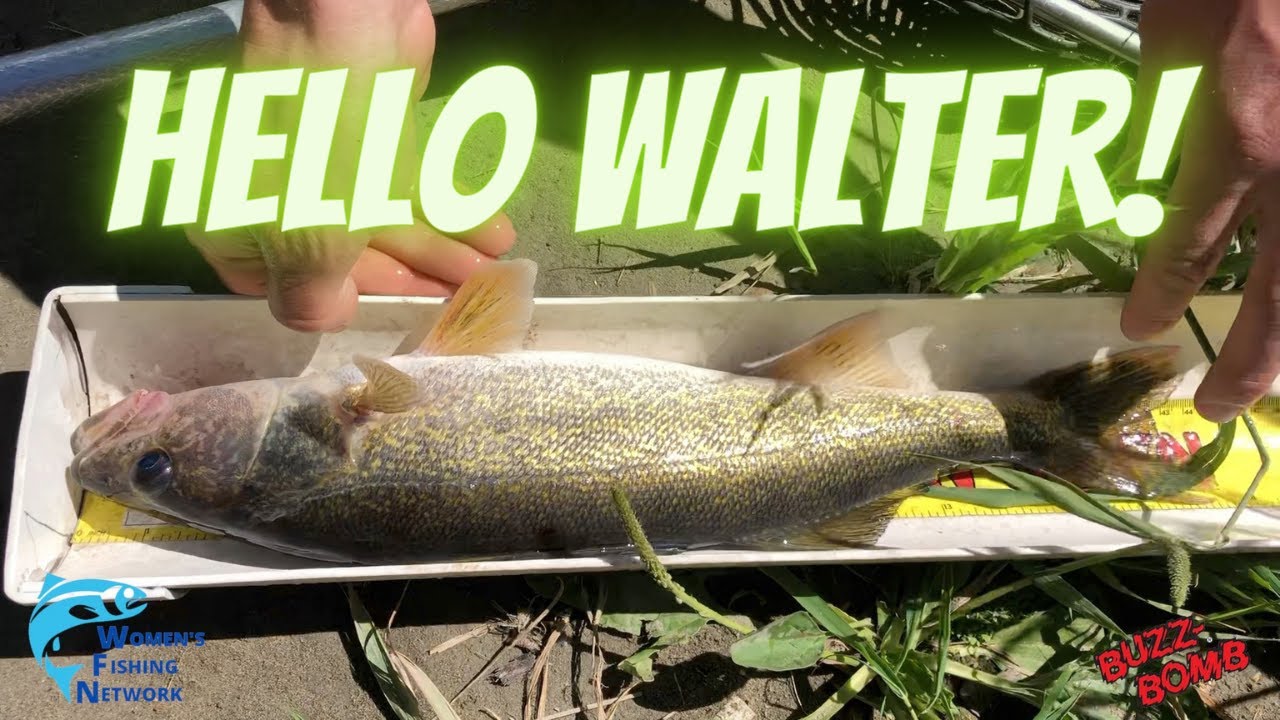 Walleye Fishing at Red Deer River - YouTube