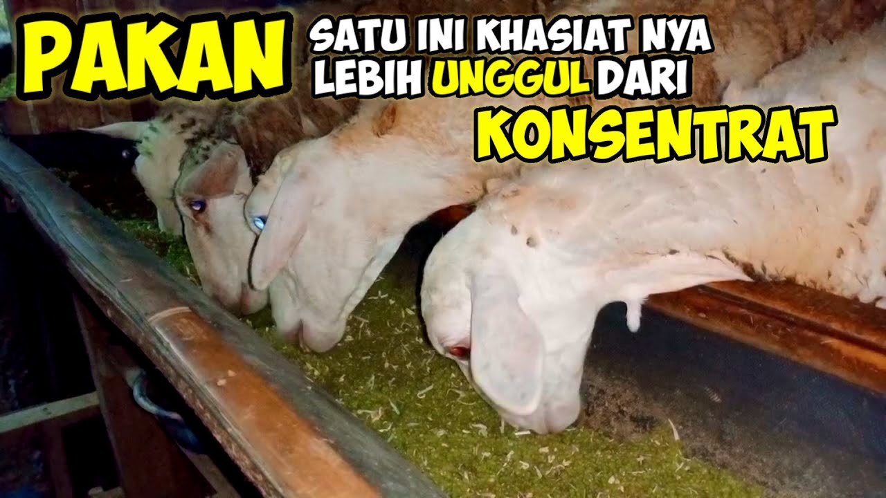 PAKAN ALTERNATIF ‼️ Riview pakan domba agar cepat gemuk di kandang ...