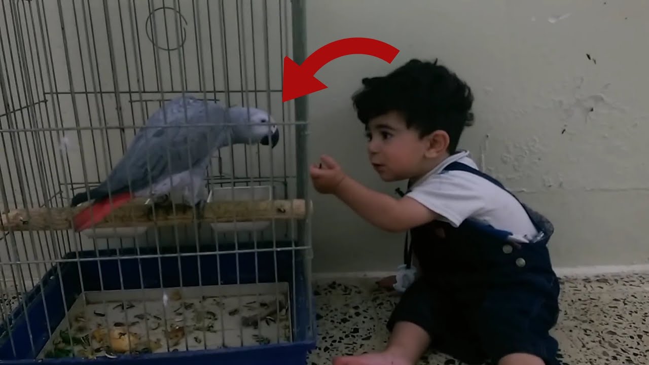 Beautiful Friendship Between A Child And A Parrot Casco - YouTube