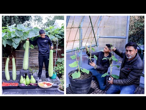 How To Grow Bottle Gourd In Pots | Tips For Growing Deshi Vegetables In Uk