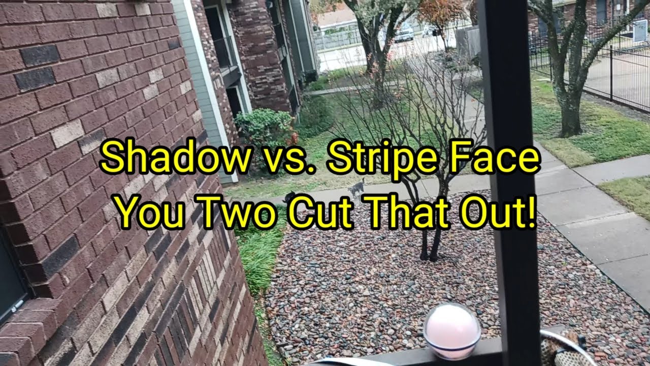(1704) Shadow 🐈‍⬛ vs Stripe Face 🐈🐾 - YouTube