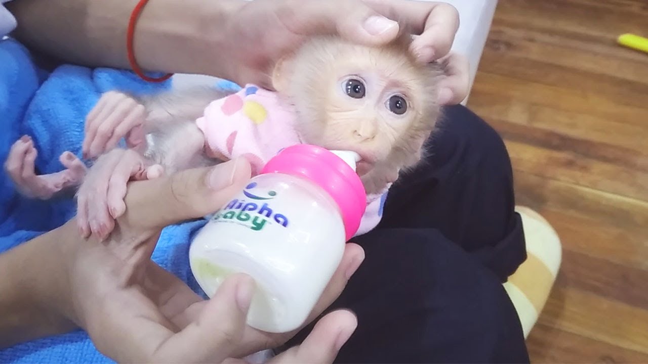 Oh Pitiful Boy! Today Baby Monkey Abbey Dressed Up And Fed Milk Saying ...