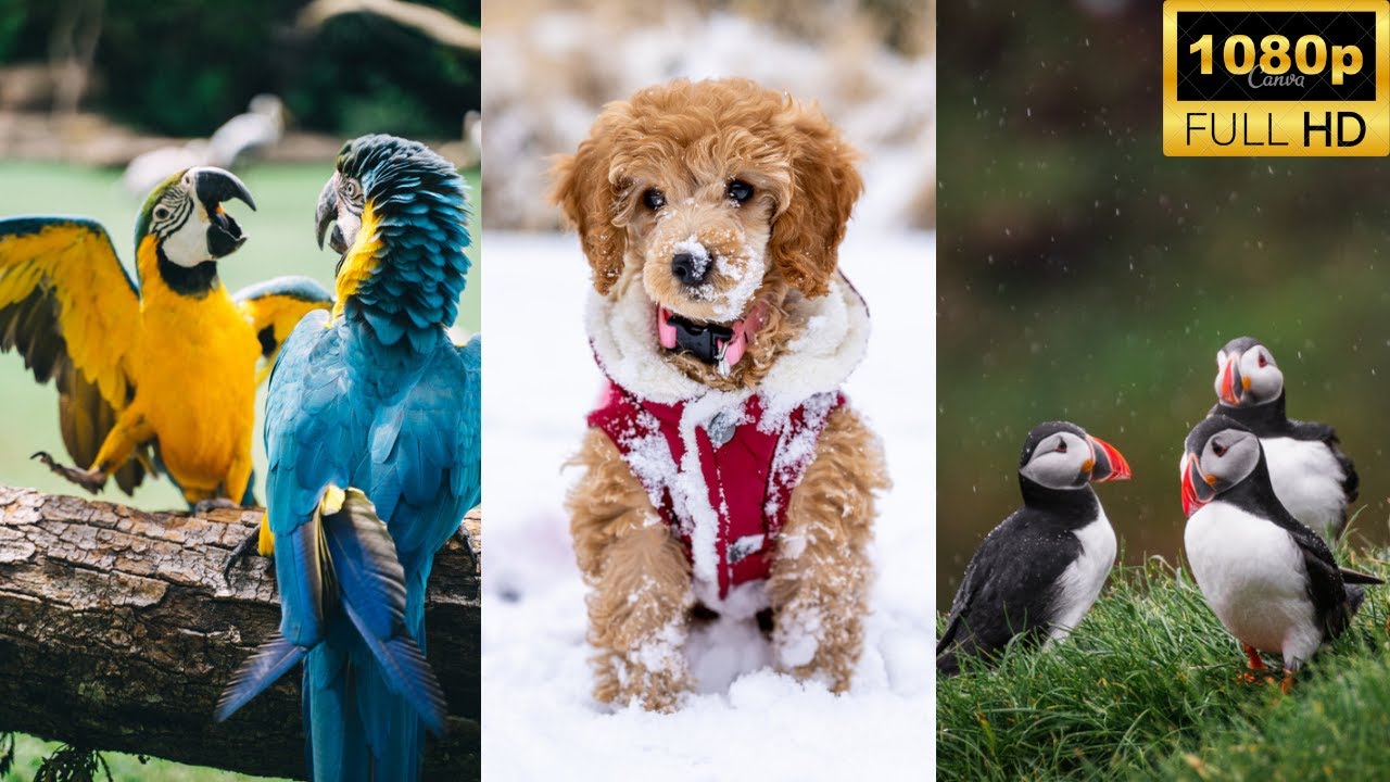 This is the Best YouTube Pets and Animals Video Ever #animals# ...