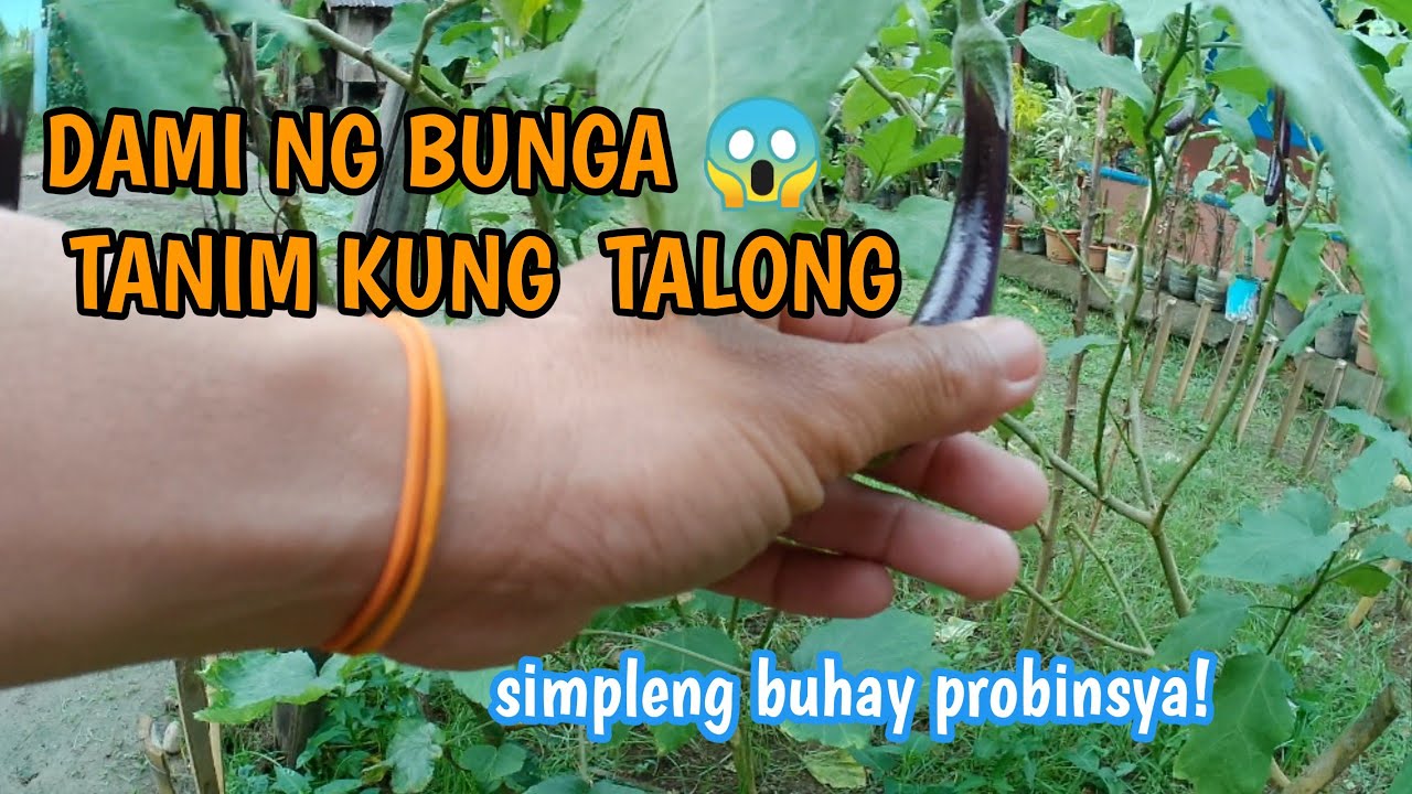 DAMI NG BUNGA TAMIN KUNG TALONG / # HAPPY BIRTHDAY BOSS IDOL # BOY ...