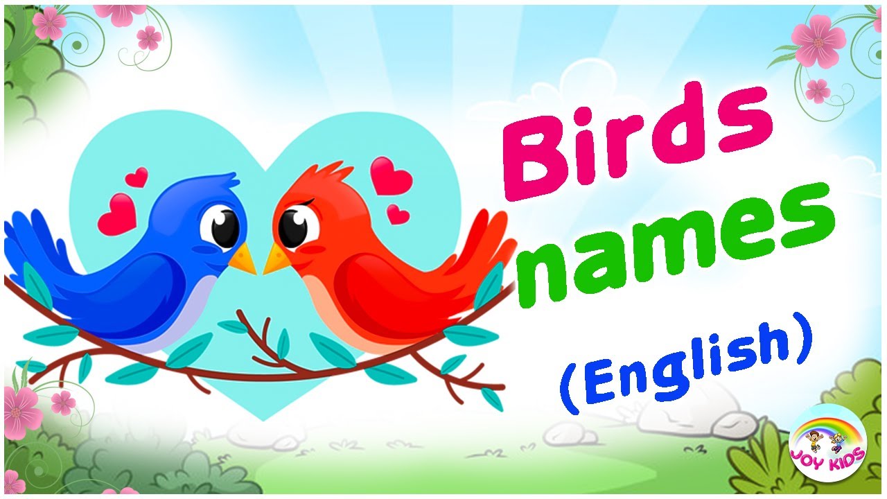 learn Birds names English l basic learning birds names for kids - YouTube
