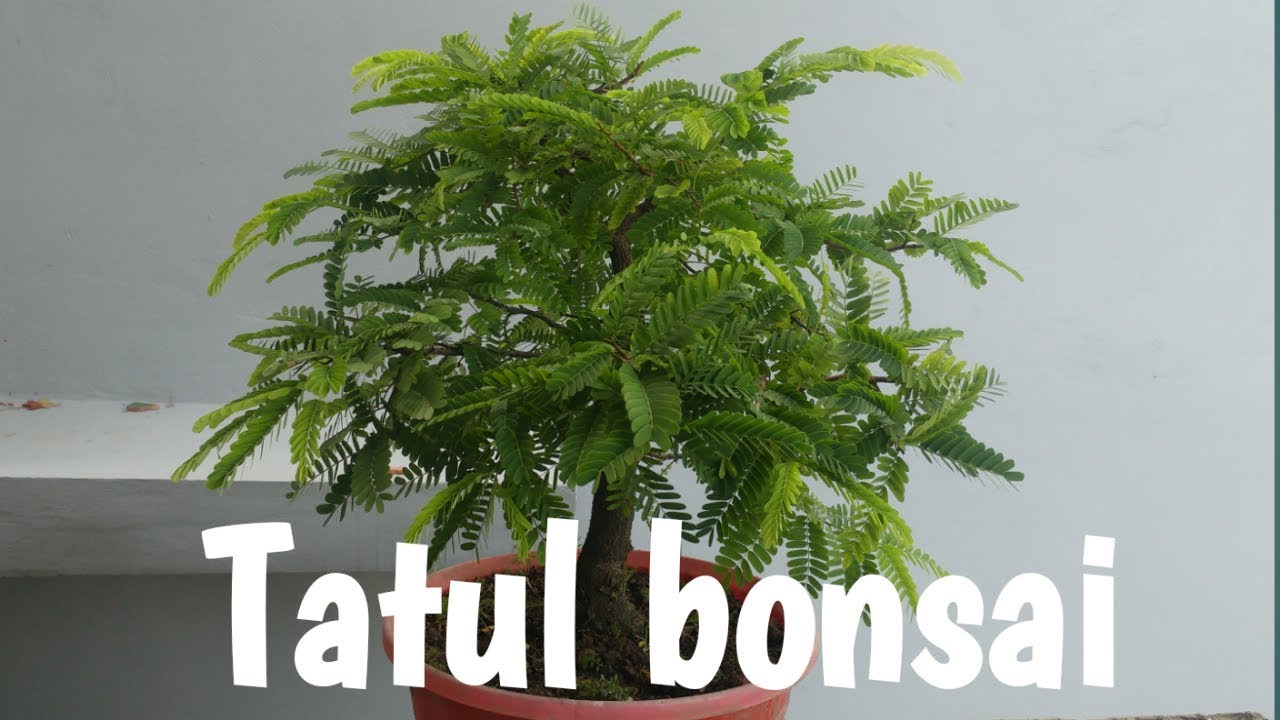 Tatul bonsai#Kanvas Creation - YouTube