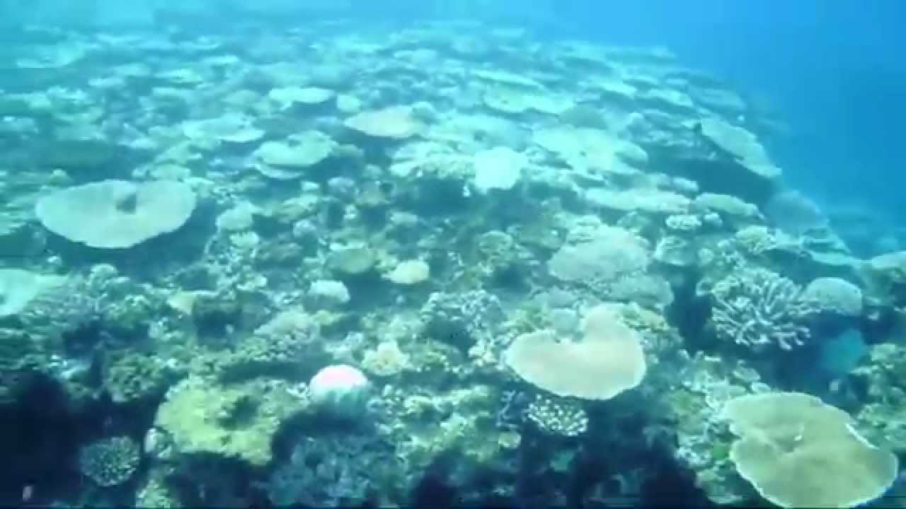 Lodestone Reef Trip - YouTube
