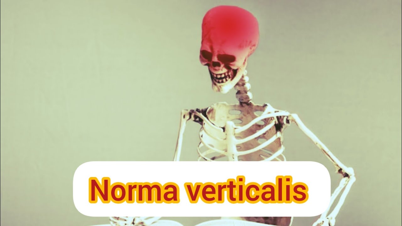Norma verticalis #osteology #anatomy | HEAD&NECK - YouTube