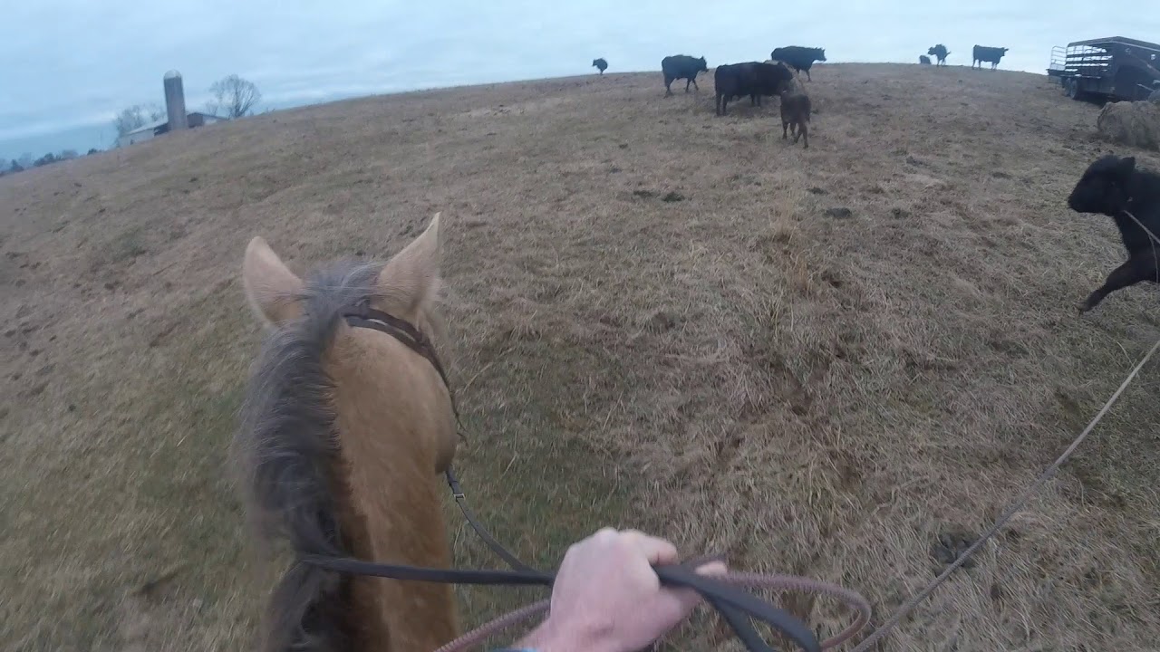 Cow Catching 101 - YouTube